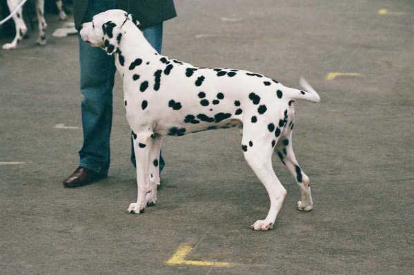 British Dalmatian Club - Joint Dalmatian Clubs Championship Show 2009
