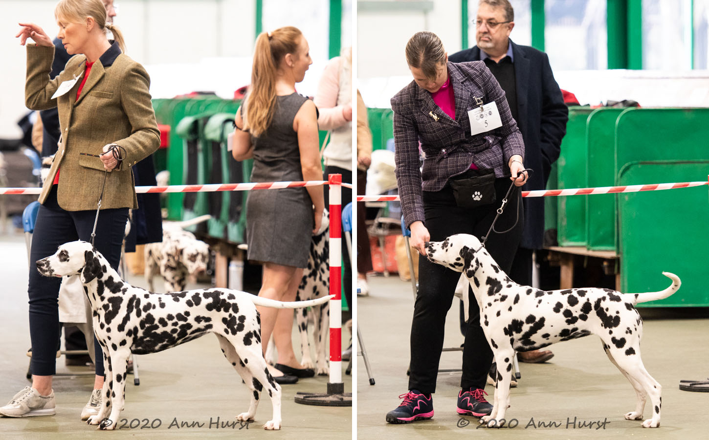 British Dalmatian Club - Joint Clubs 2020
