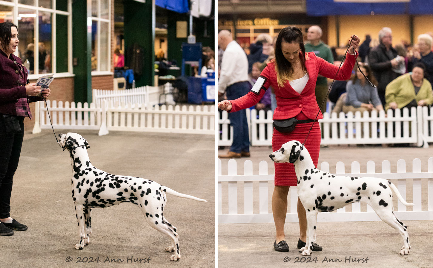 British Dalmatian Club - Manchester 2024