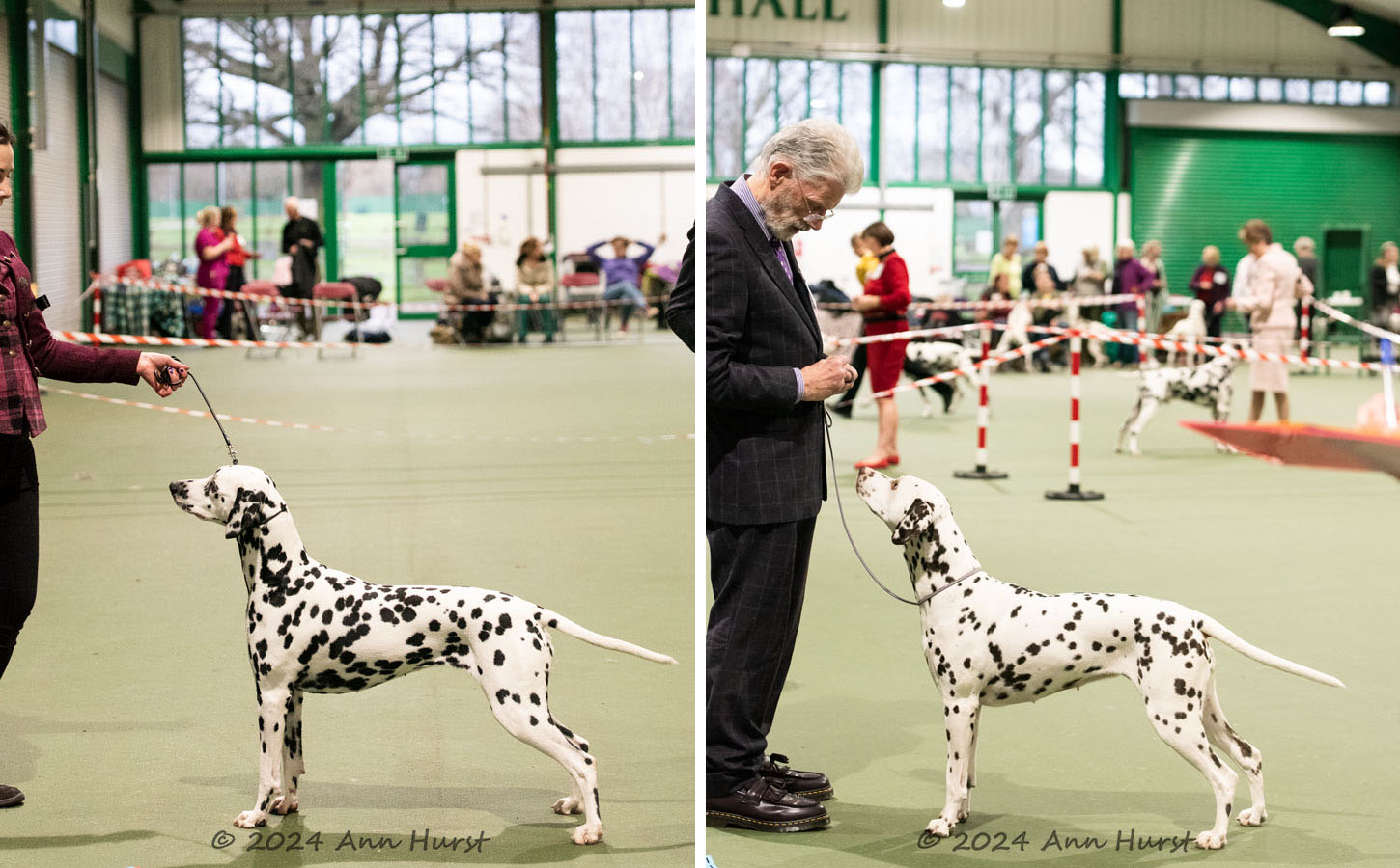 British Dalmatian Club - BDC Feb Champ Show 2024
